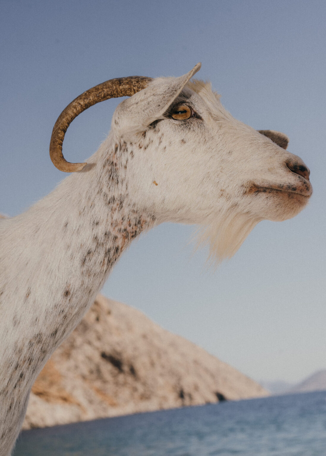 Café Capra by Helena Jordan