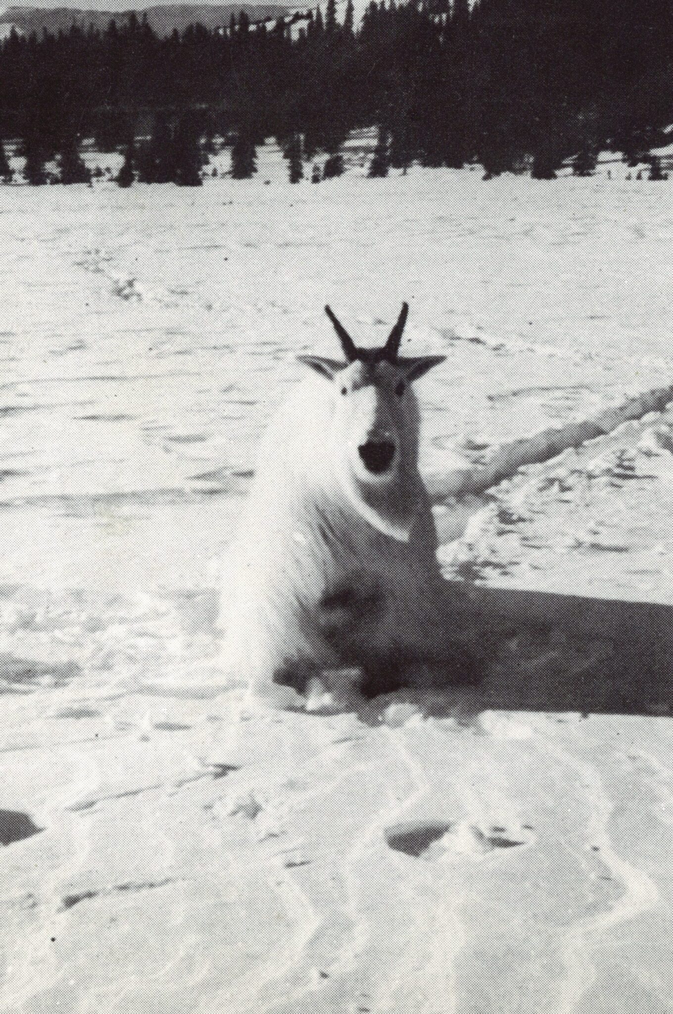 Café Capra by Helena Jordan